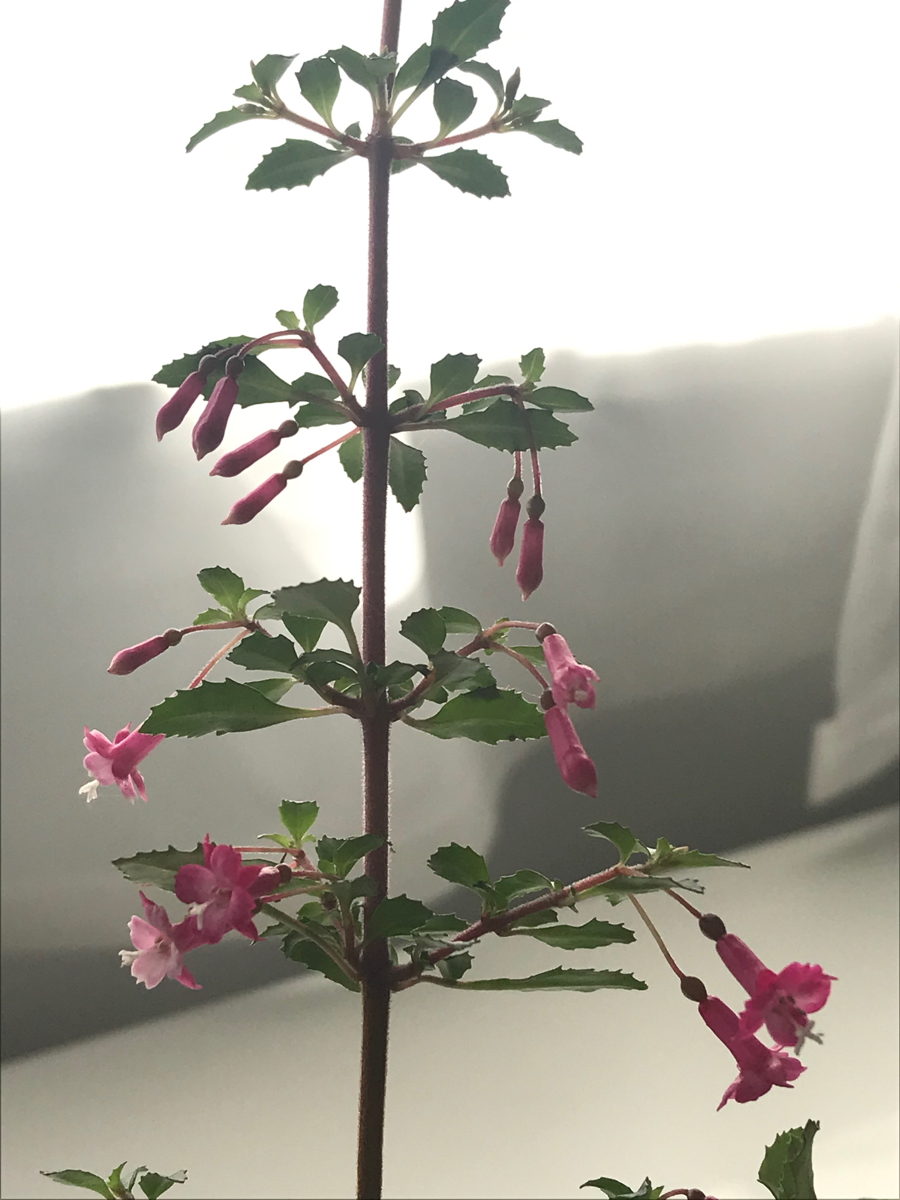 studio flowers: Fuchsia ‘Isis’ cuttings – Wraptillion