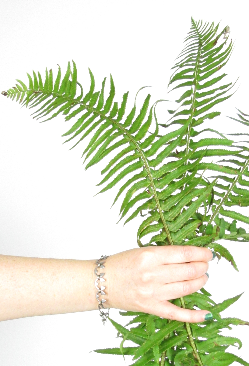 the Fern series, from the Mechanical Garden collection – Wraptillion