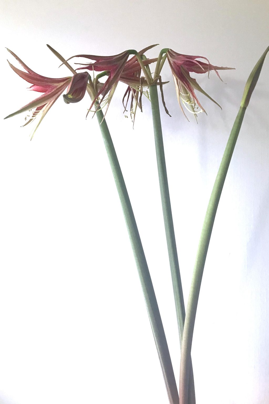 studio flowers: amaryllis ‘Evergreen’ – Wraptillion