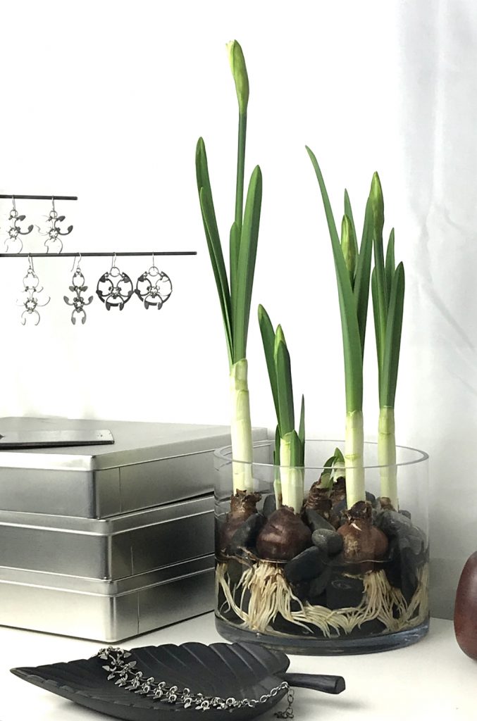 studio flowers: paperwhite narcissus in bloom – Wraptillion